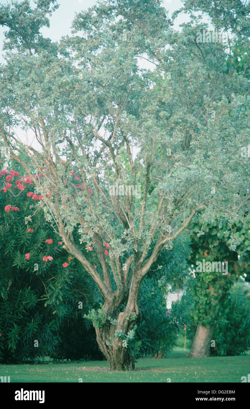 Conocarpus Erectus Tree High Resolution Stock Photography and Images ...