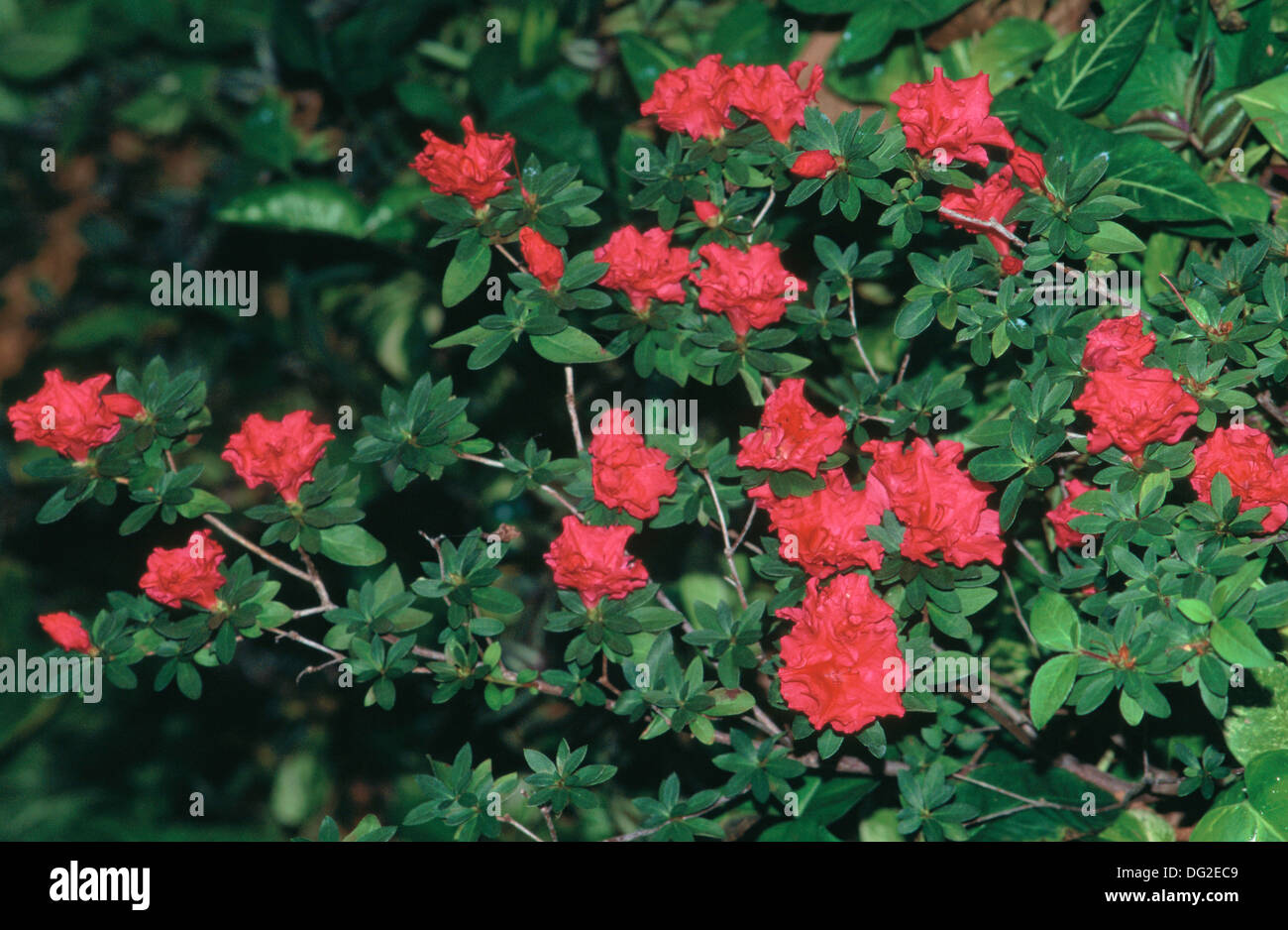 Azaleas rhododendron sp hi-res stock photography and images - Alamy