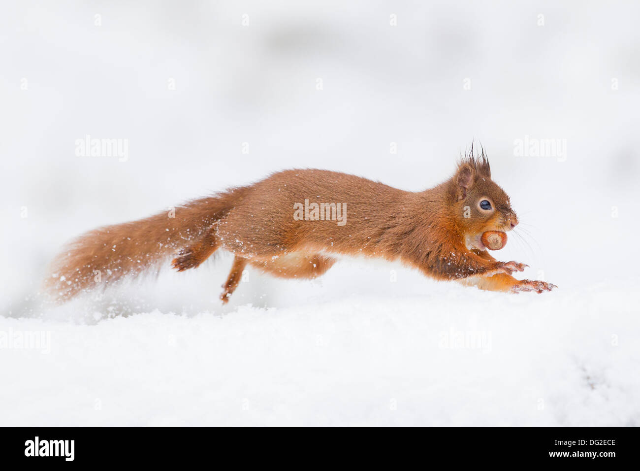 Red squirrel running tree hi-res stock photography and images - Alamy