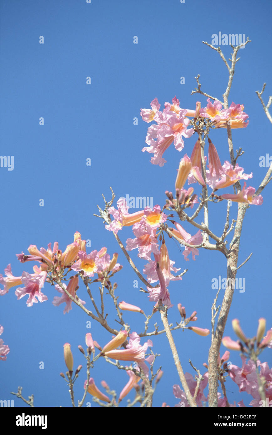 Tabebuia pallida hi-res stock photography and images - Alamy