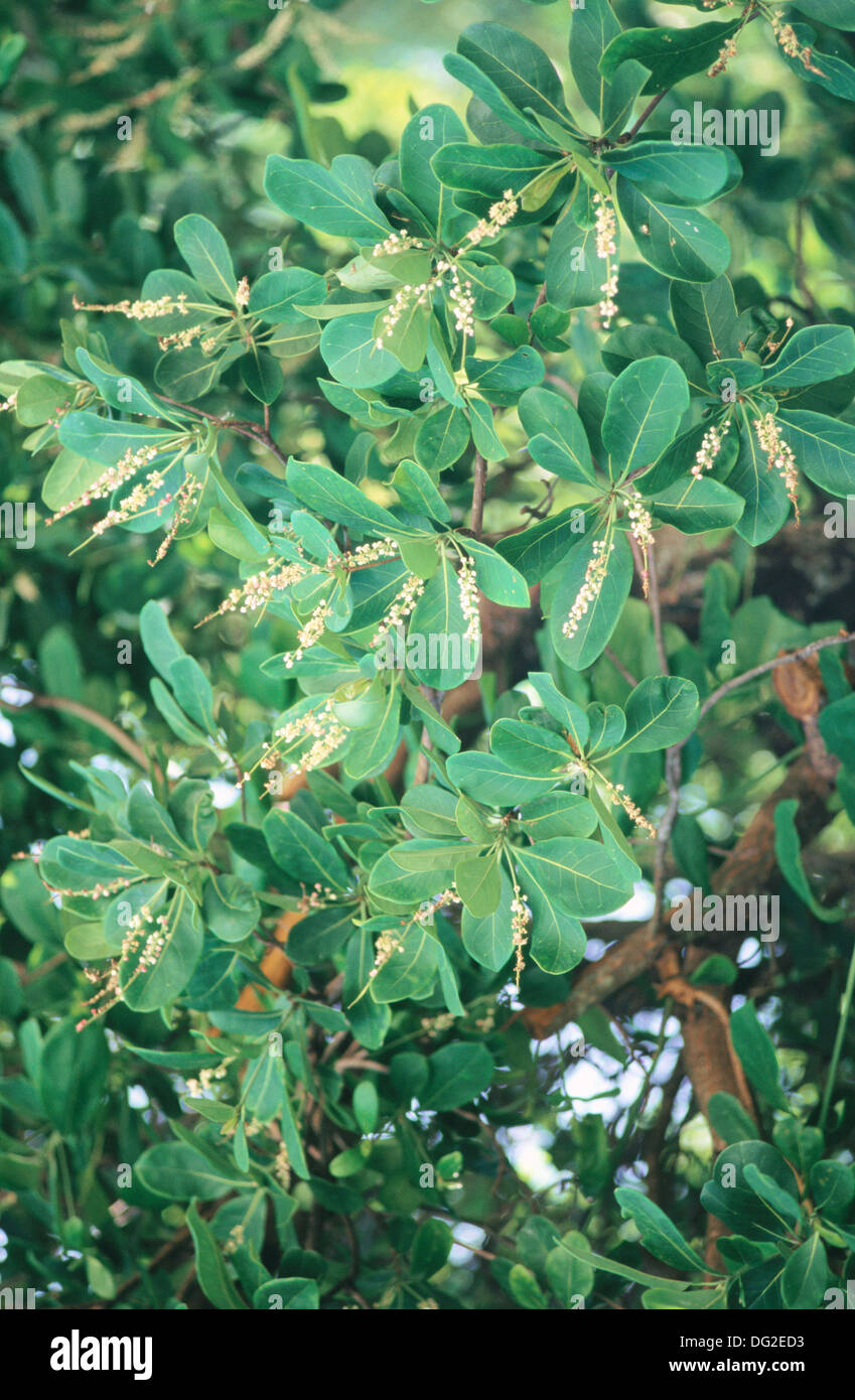 Terminalia catappa flower hi-res stock photography and images - Alamy