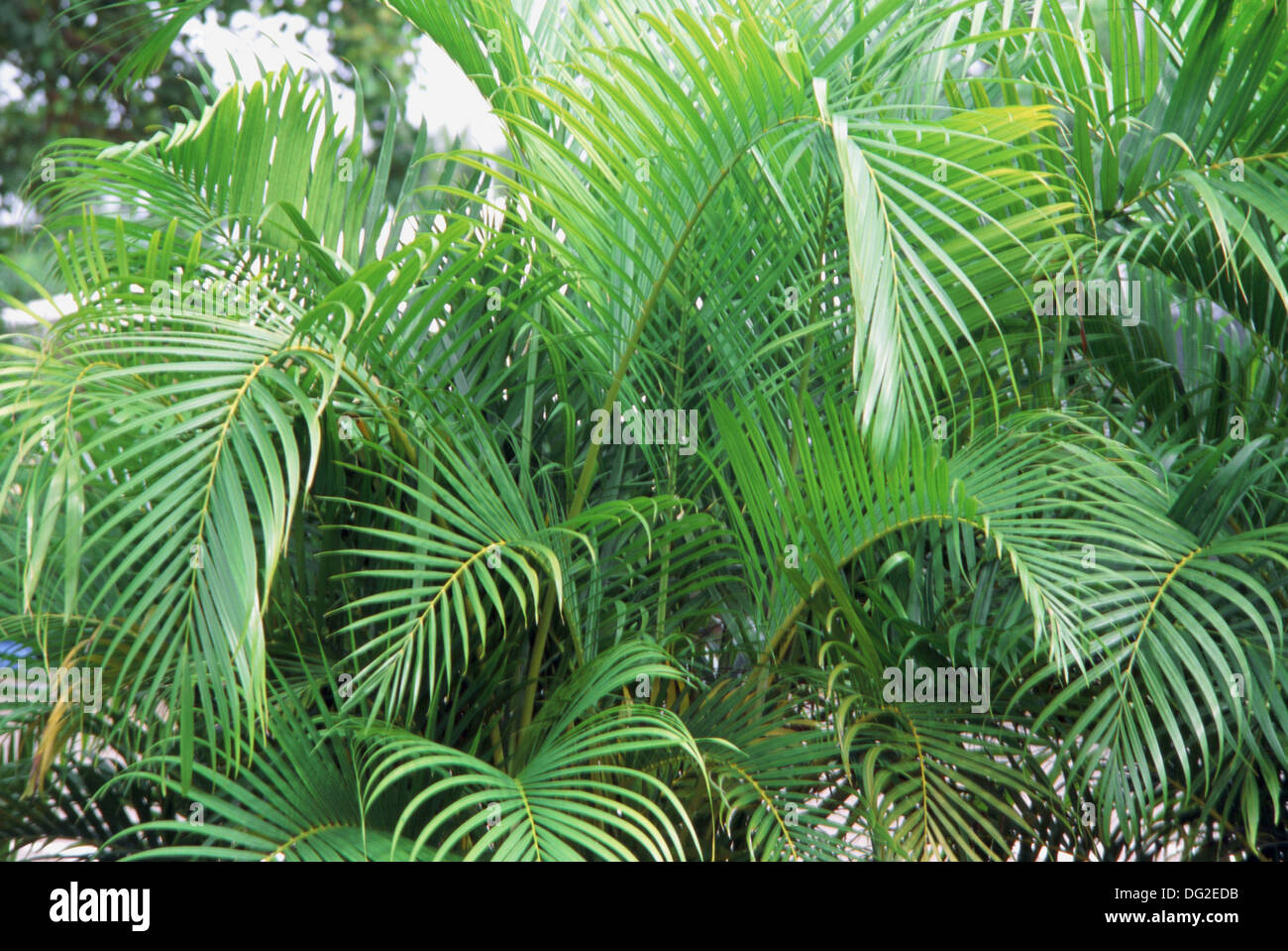 Chrysalidocarpus Lutescens High Resolution Stock Photography and Images ...