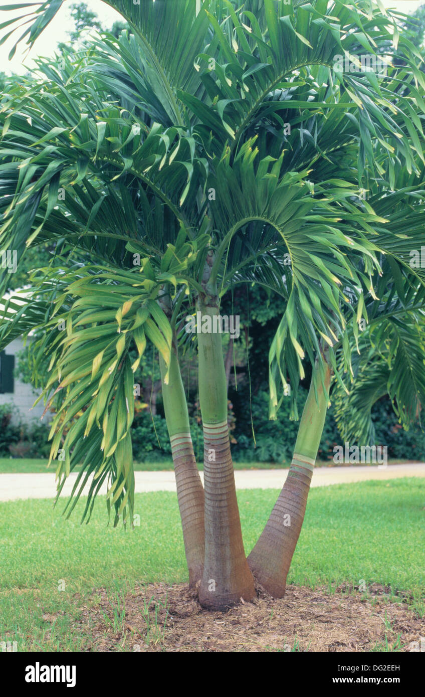 Veitchia High Resolution Stock Photography and Images - Alamy