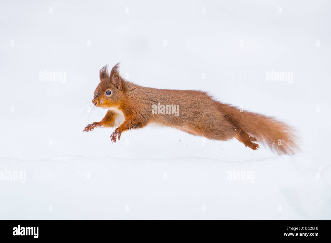 Red Squirrel (Sciurus vulgaris) running through the snow in woodland ...