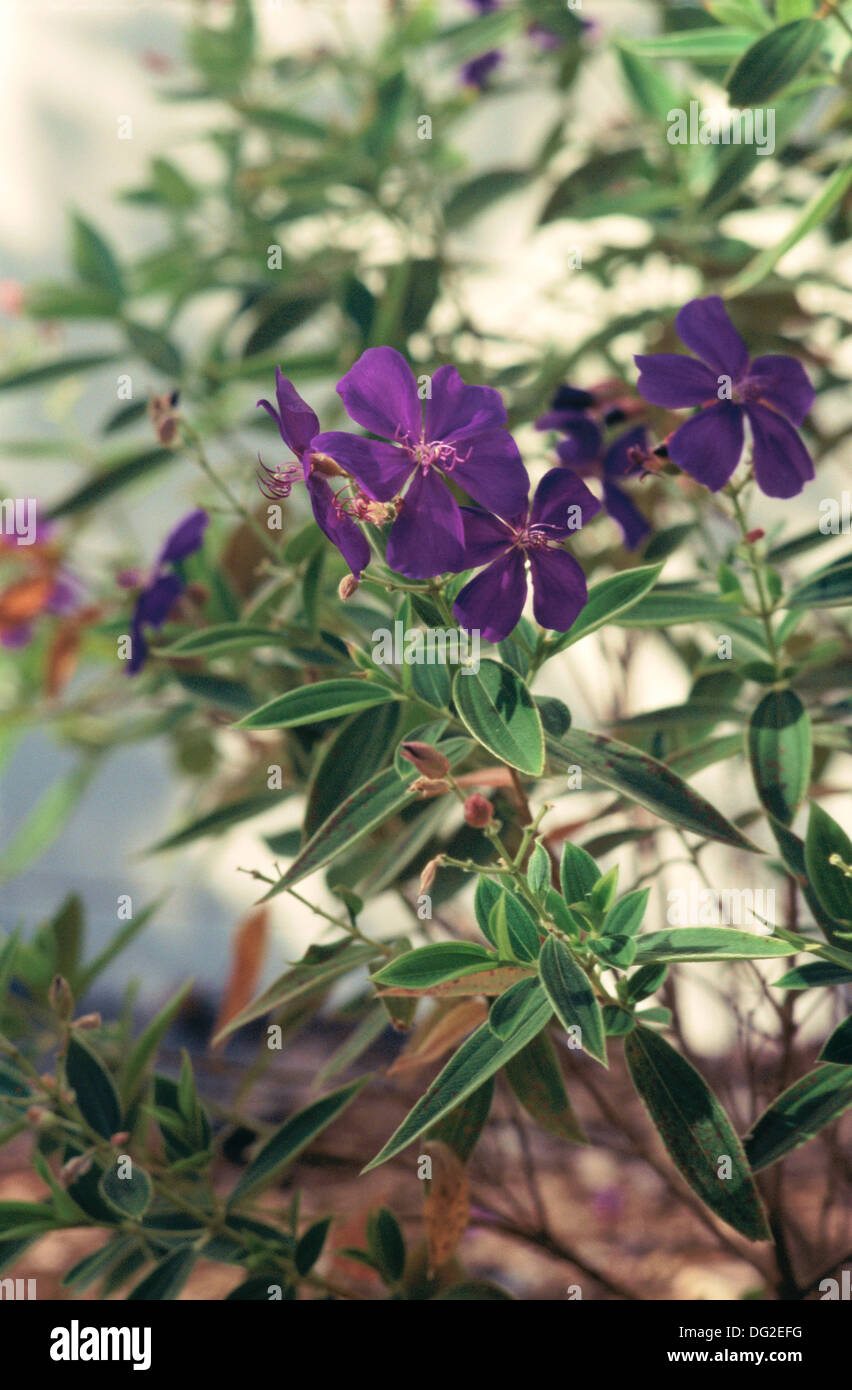 Princess bush hi-res stock photography and images - Alamy