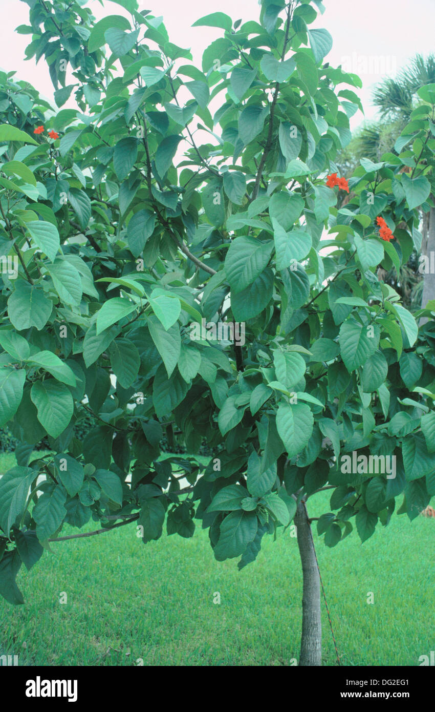 Sebestena High Resolution Stock Photography and Images - Alamy