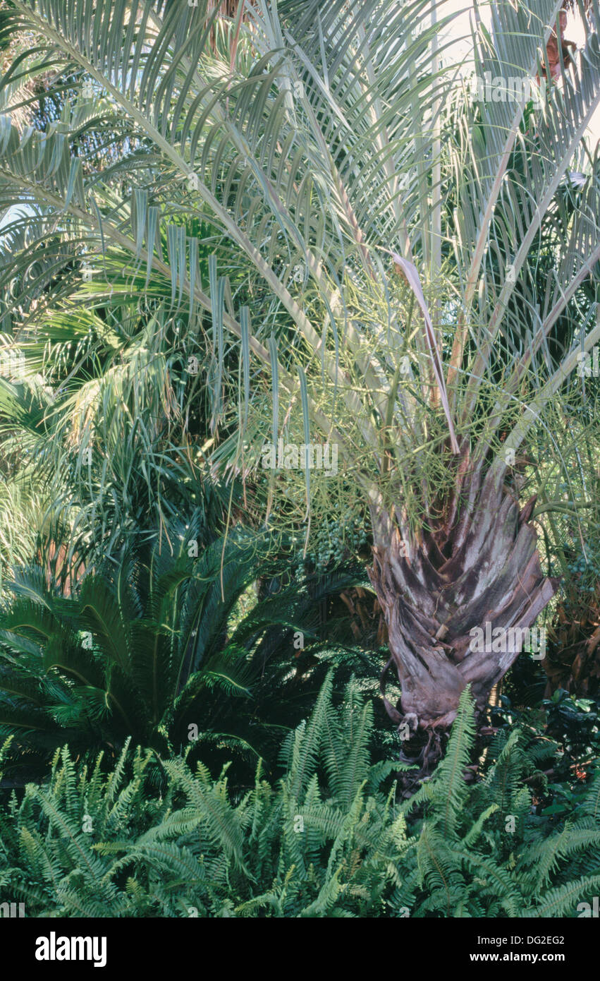 Triangle Palm (Neodypsis decaryi Stock Photo - Alamy