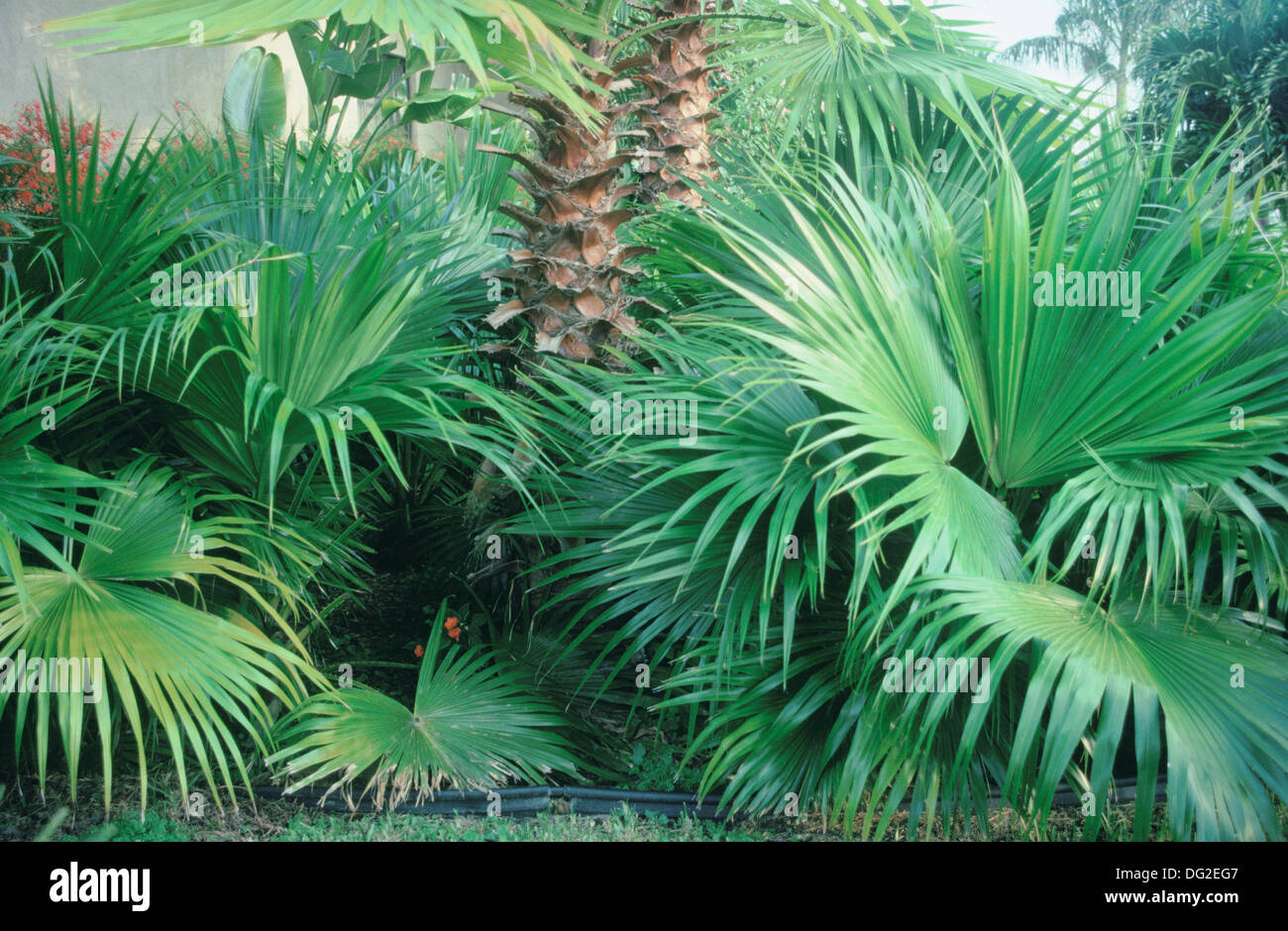 Chinese Fan Palm Livistona Chinensis High Resolution Stock Photography ...