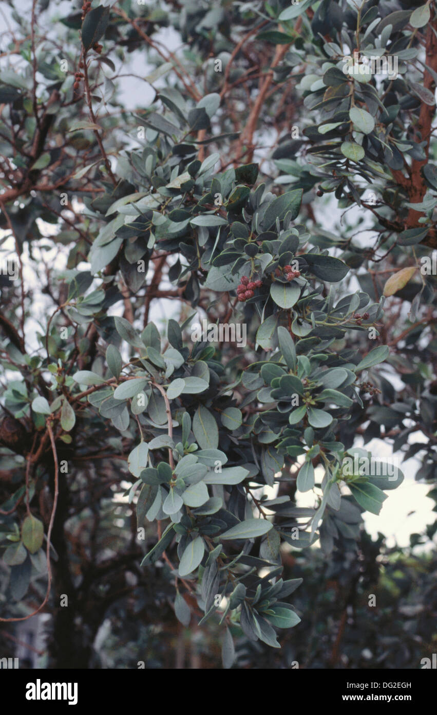 Conocarpus Tree High Resolution Stock Photography and Images - Alamy
