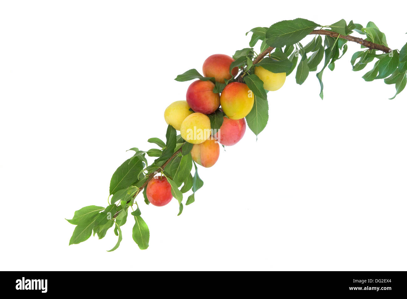 The branch of plums isolated on white background Stock Photo - Alamy