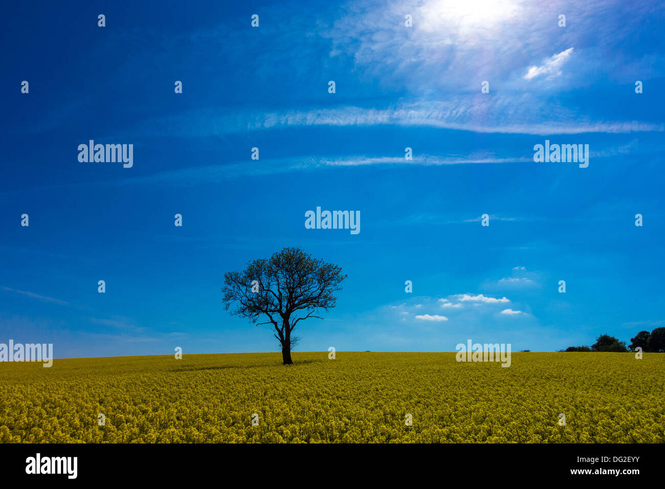 Solitary black tree growing in field of yellow rape flowers (Brassica ...