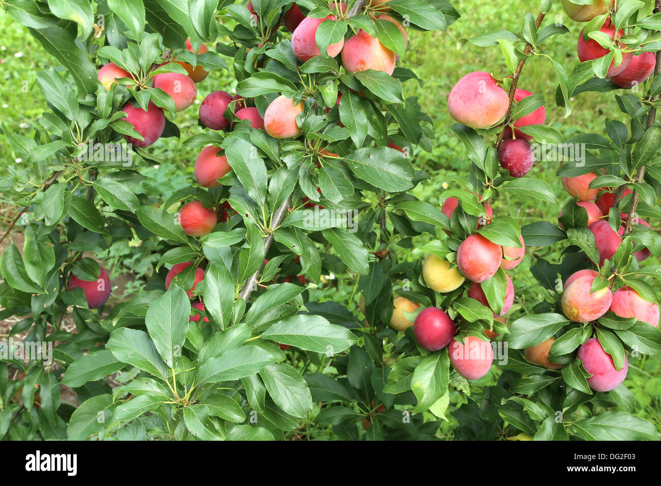 The branches of plums in the garden Stock Photo - Alamy