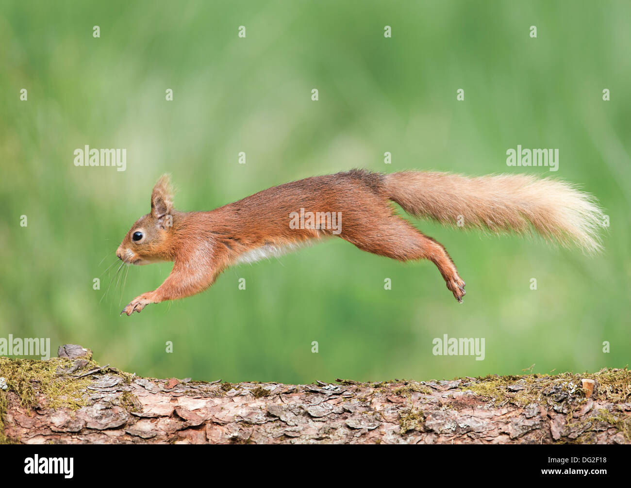 Red squirrel branch summer running hi-res stock photography and images ...