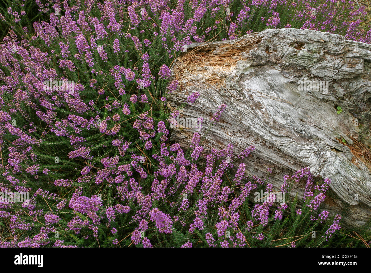 Flowering heather (Ericaceae) growing next to old tree stump, England ...