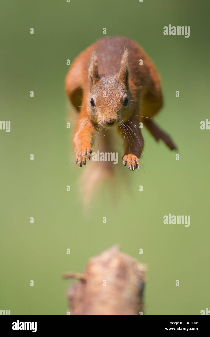 Flying squirrel hi-res stock photography and images - Alamy