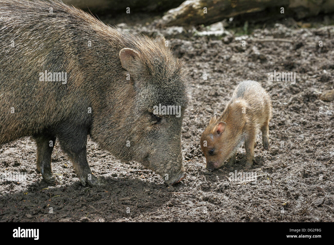 Captive adult boar / pig with baby smelling ground Stock Photo - Alamy