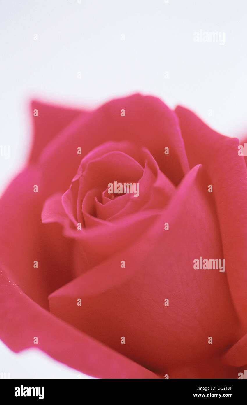 Rose rosa hybrida hi-res stock photography and images - Alamy