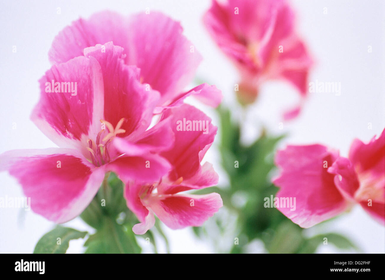 Godetia grandiflora hi-res stock photography and images - Alamy