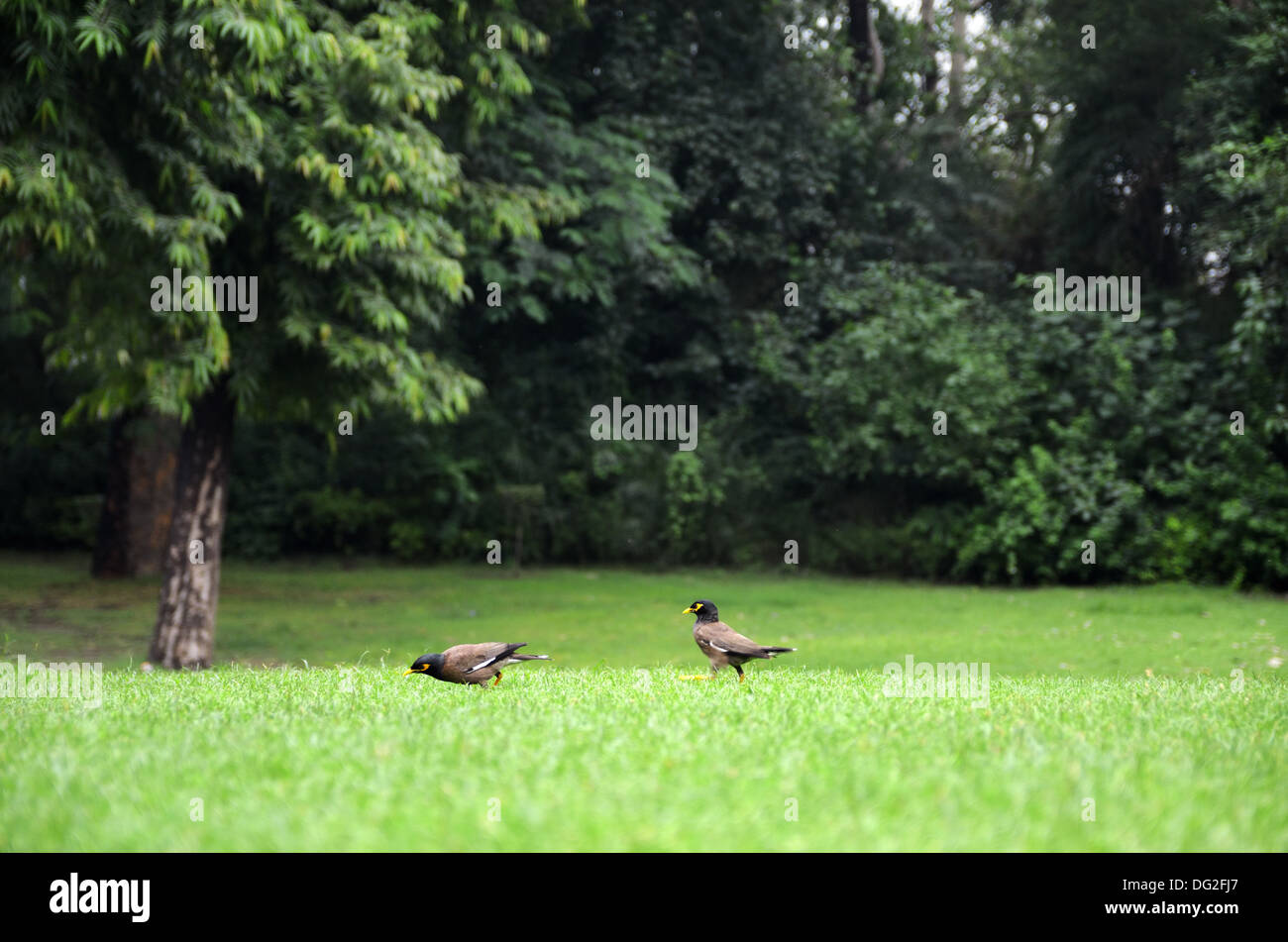 Birds in a City Park in Delhi, India Stock Photo - Alamy