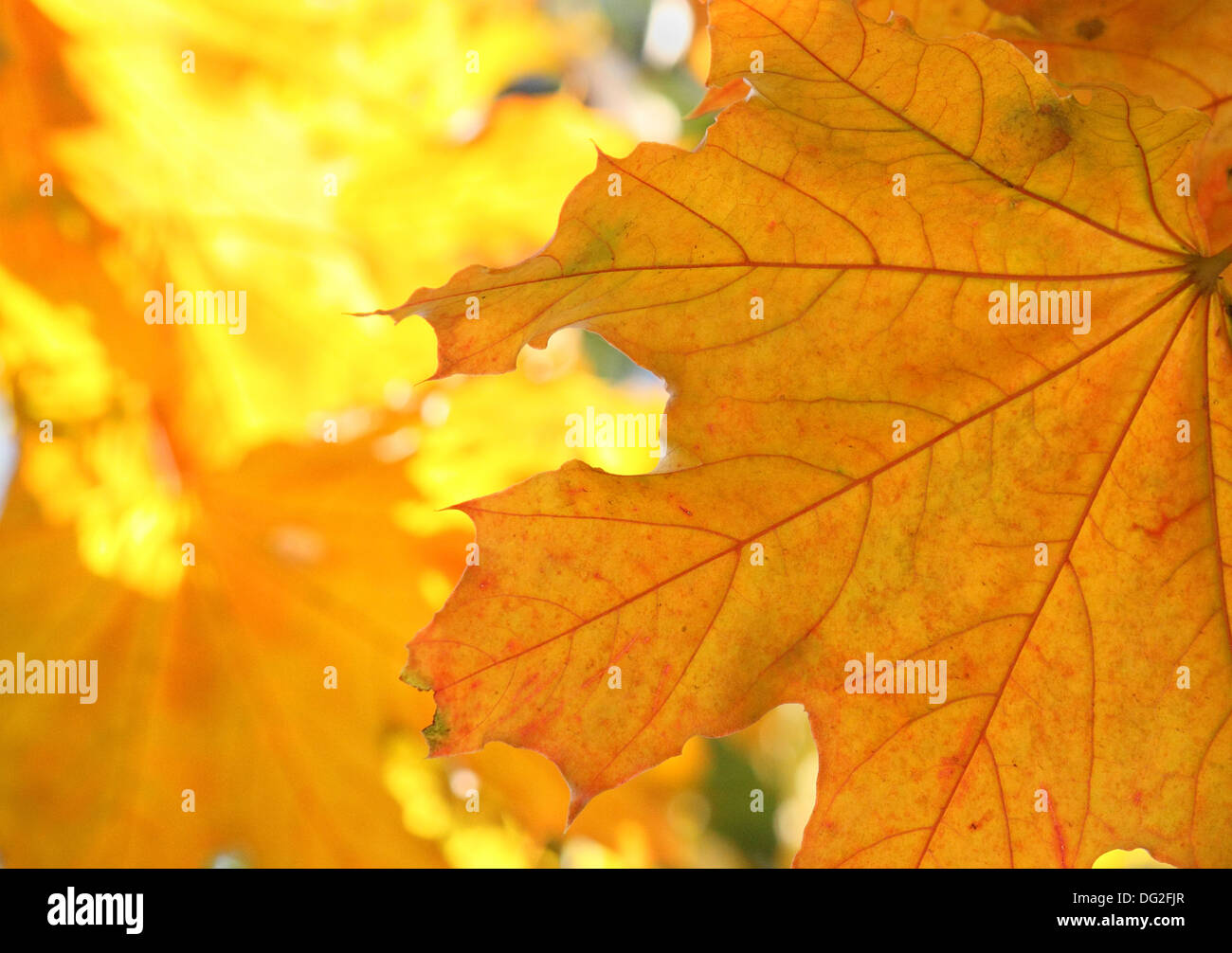 Close up leaf foliage leaf color hi-res stock photography and images ...