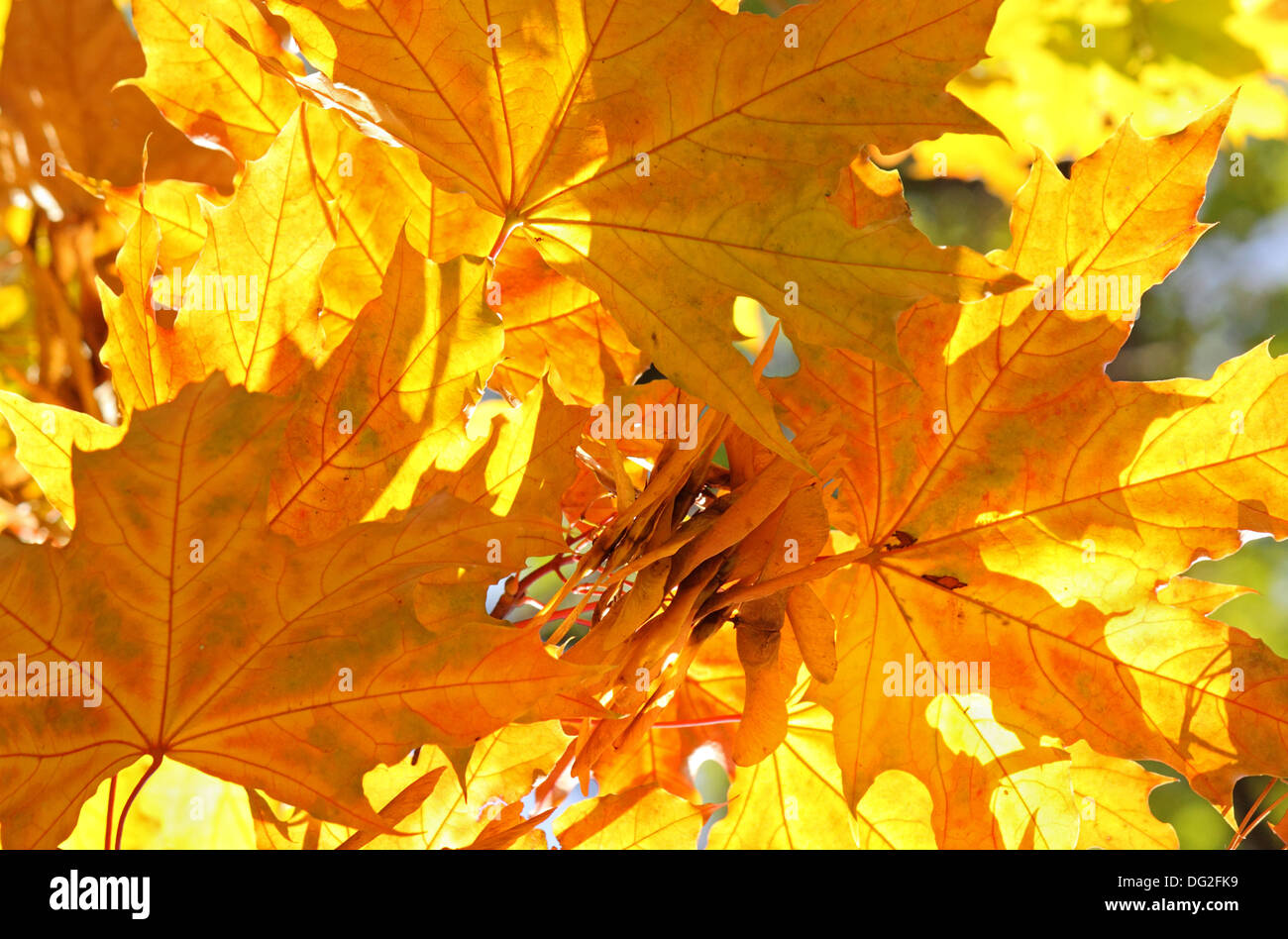 Maple tree fall foliage orange leaves hi-res stock photography and ...