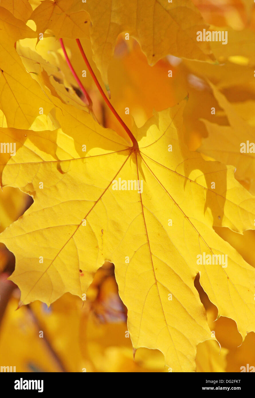 Fall leaf tree hi-res stock photography and images - Alamy