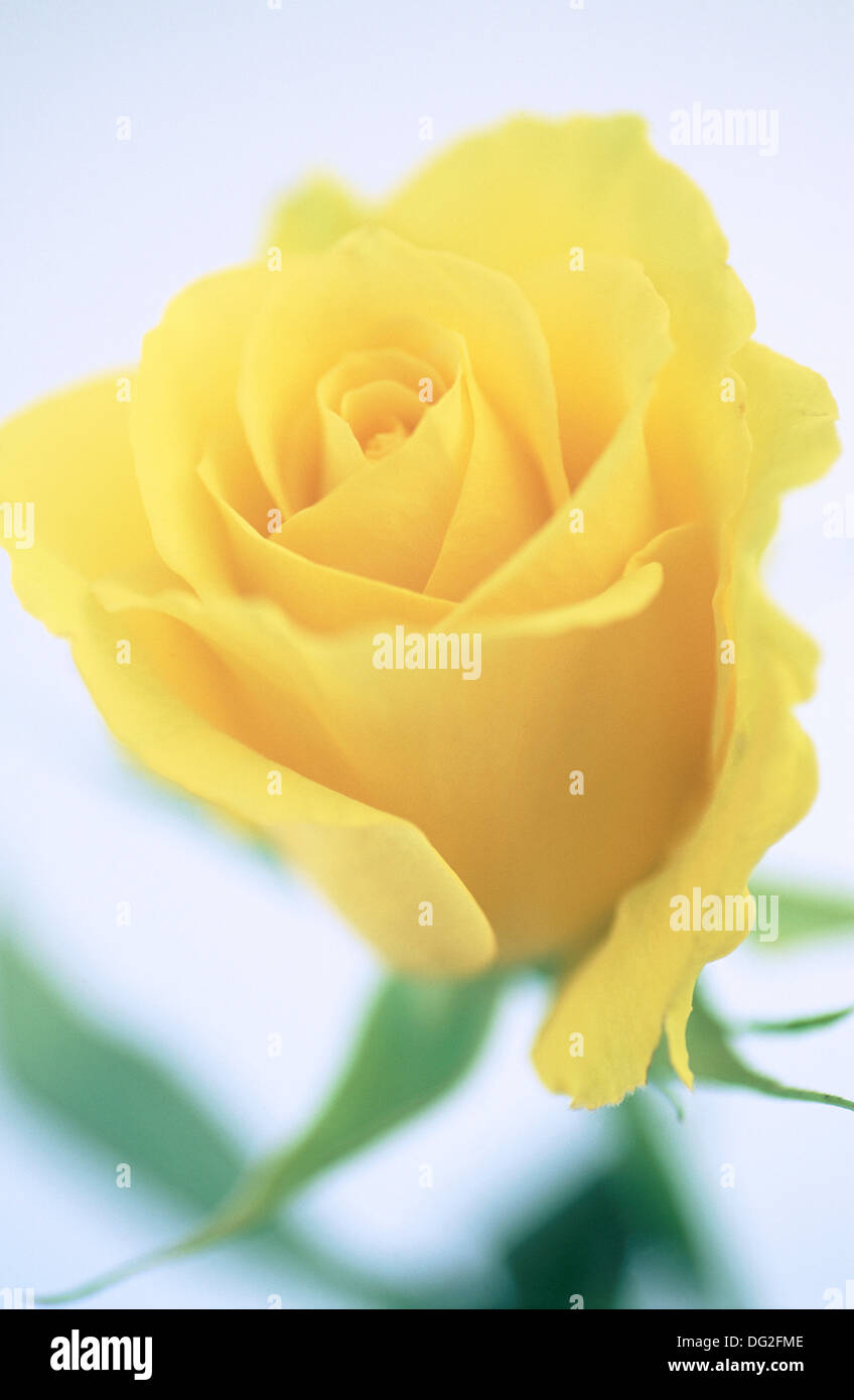 Rose rosa hybrida hi-res stock photography and images - Alamy