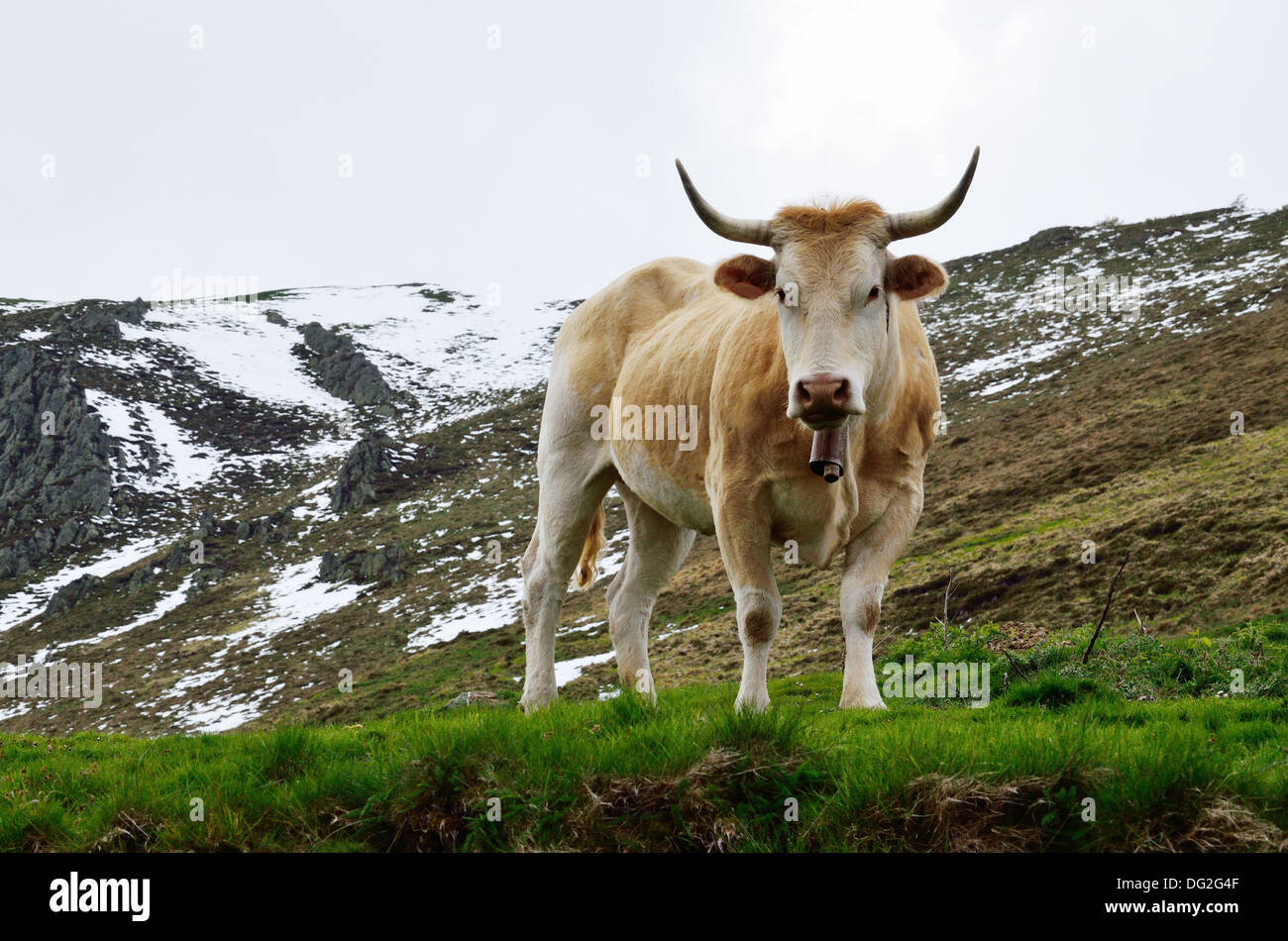 Cattle in the spring Pyrenees Stock Photo - Alamy