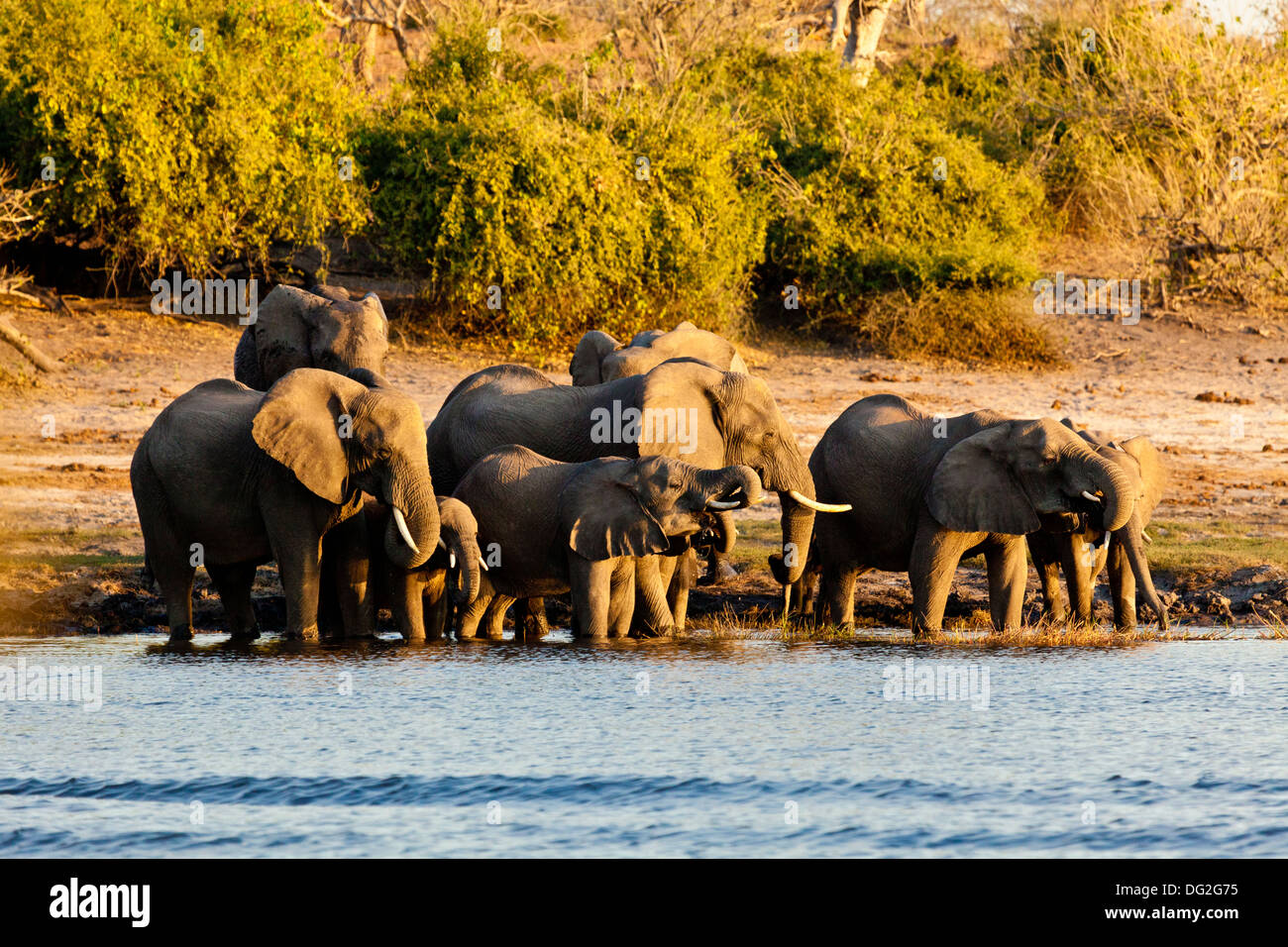 African elephants breeding hi-res stock photography and images - Alamy