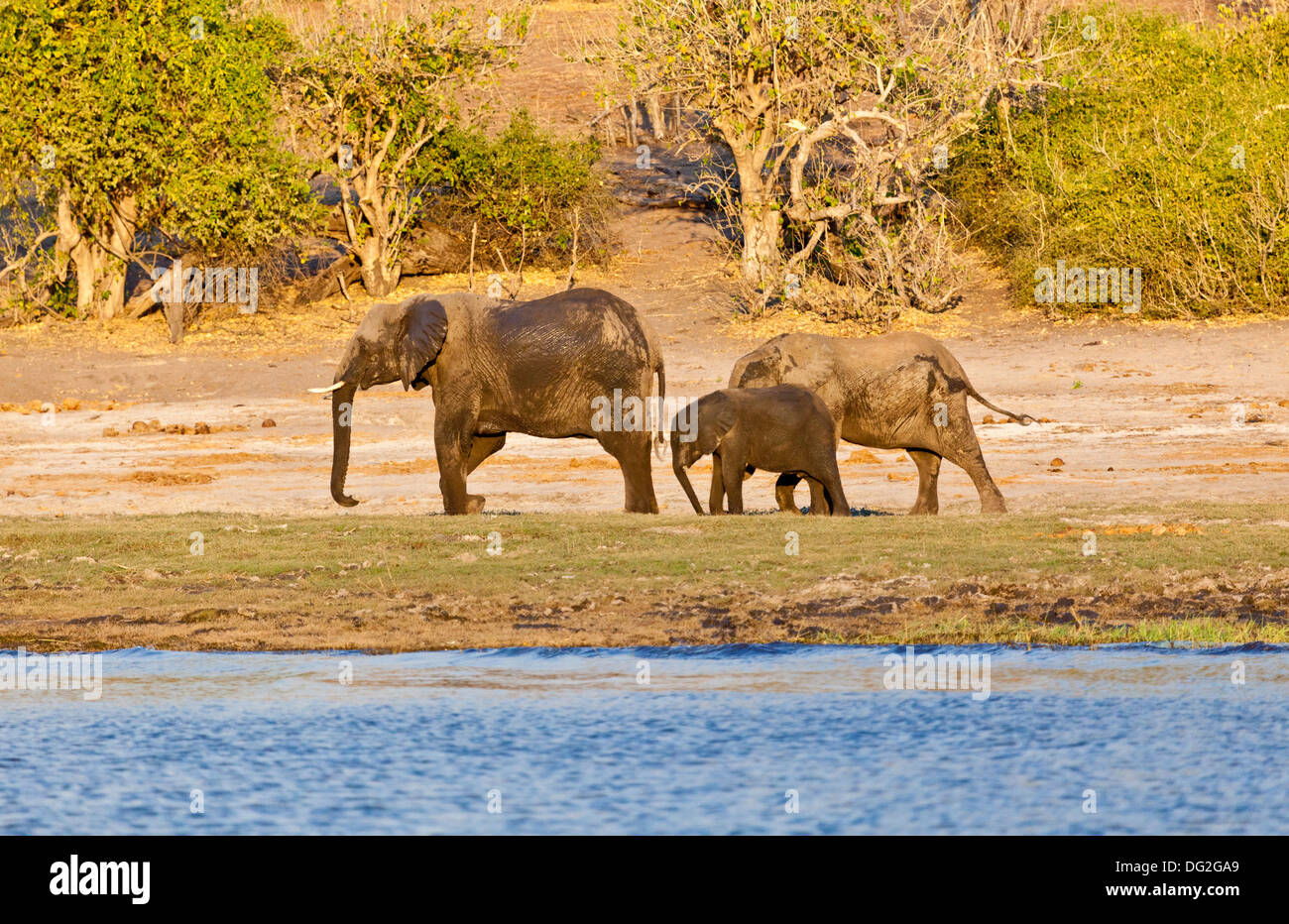 African elephants breeding hi-res stock photography and images - Alamy