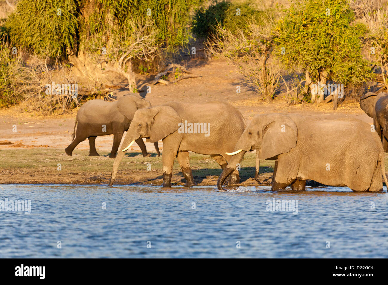 African elephants breeding hi-res stock photography and images - Alamy