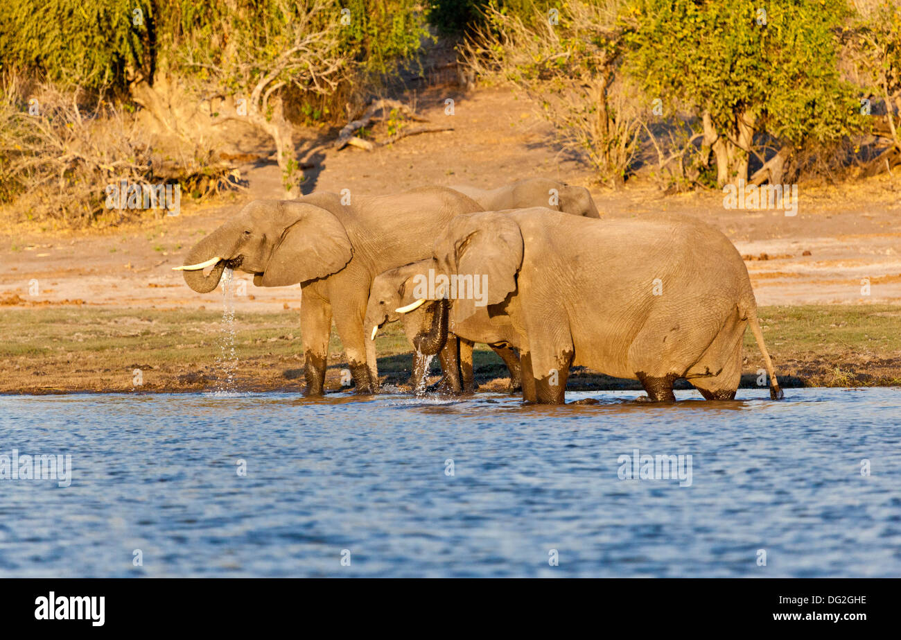 African elephants breeding hi-res stock photography and images - Alamy