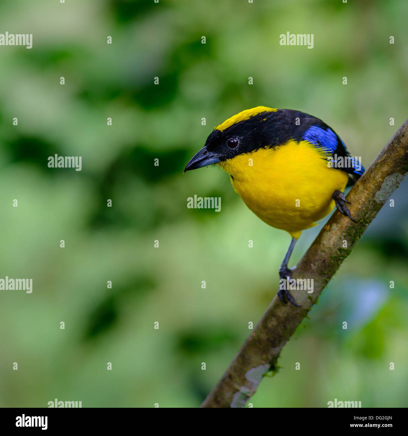 Ecuador bird not galapagos hi-res stock photography and images - Alamy
