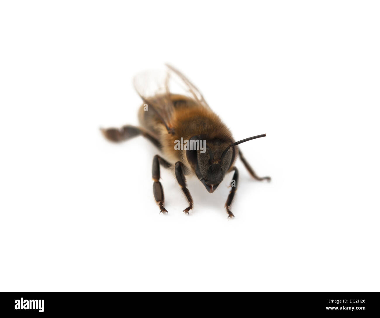 bee isolated on the white Stock Photo - Alamy