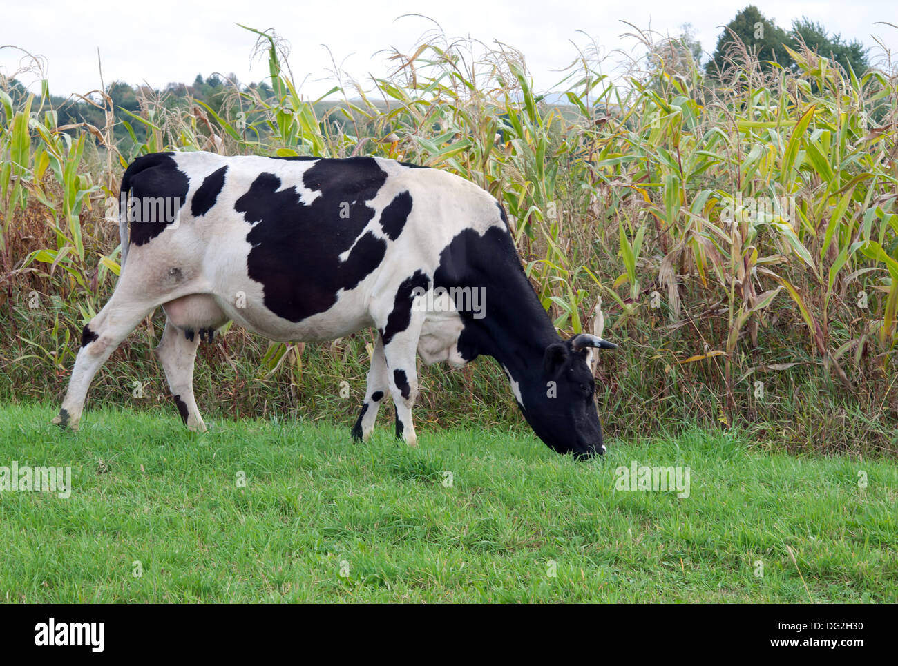 Cow corn hi-res stock photography and images - Alamy