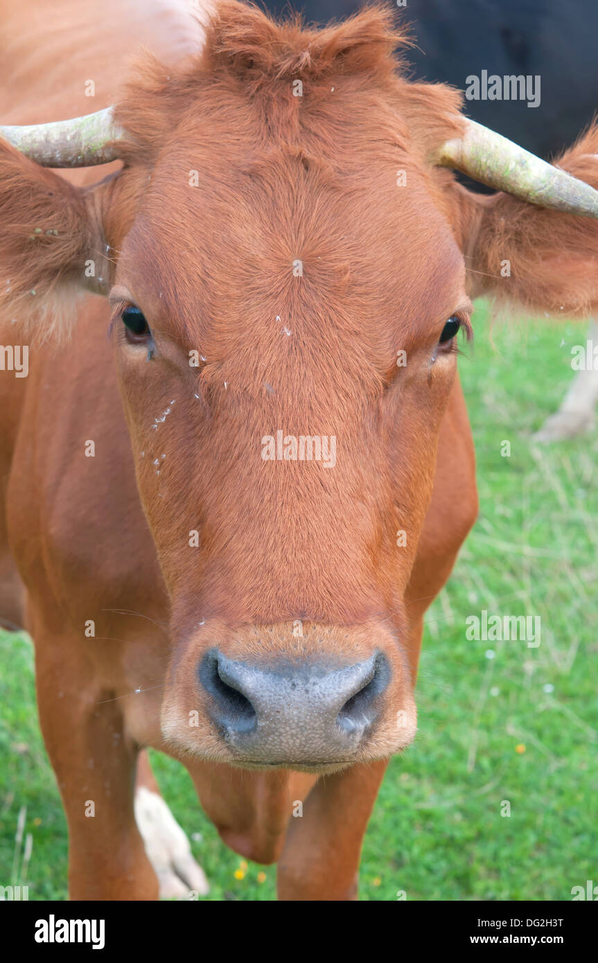 Meadow cow grass rural cattle farm animal agriculture hi-res stock ...