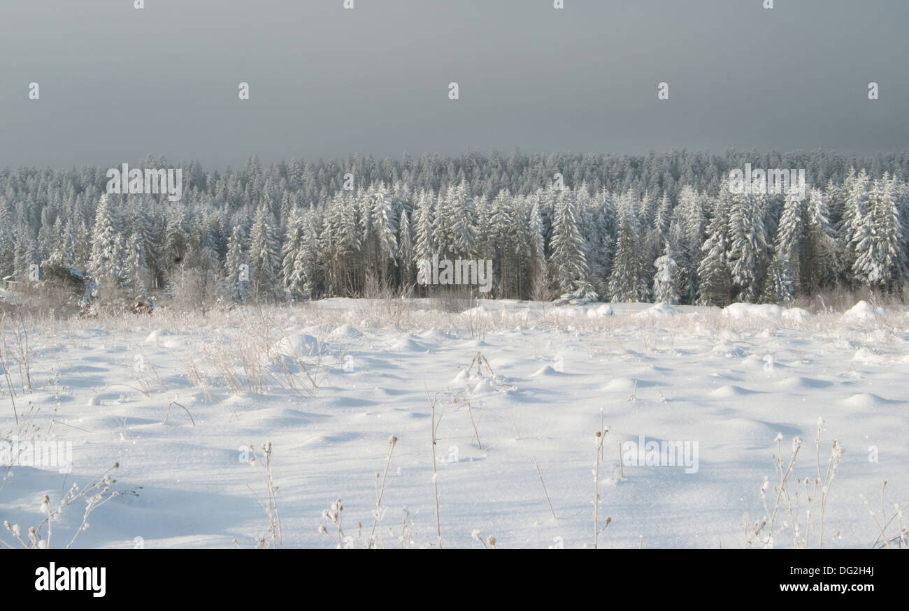 Winter landscape with snow-bound trees Stock Photo - Alamy