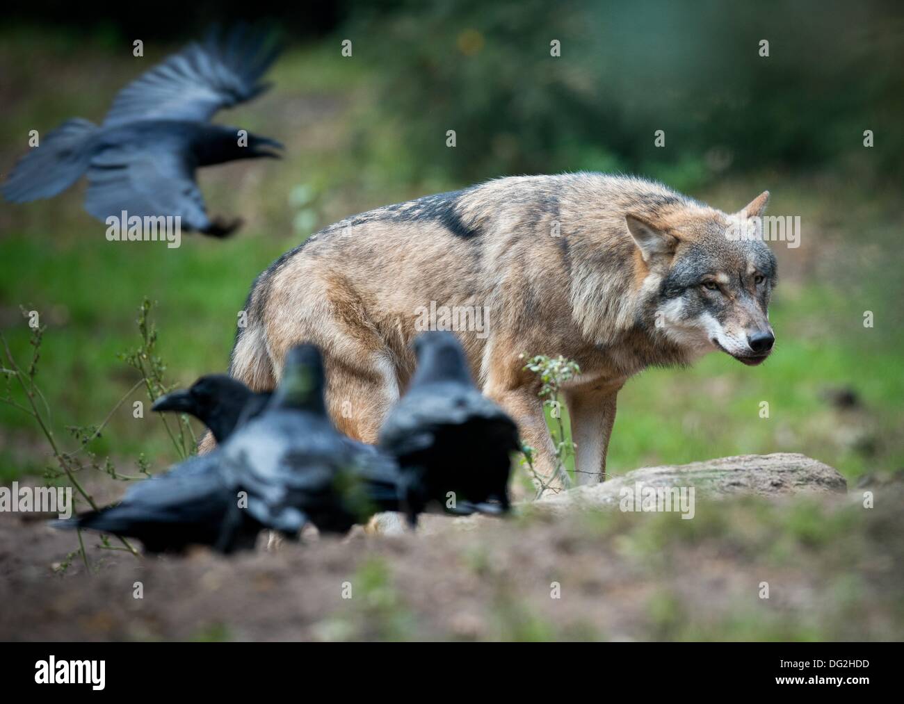 Wolf and ravens hi-res stock photography and images - Alamy