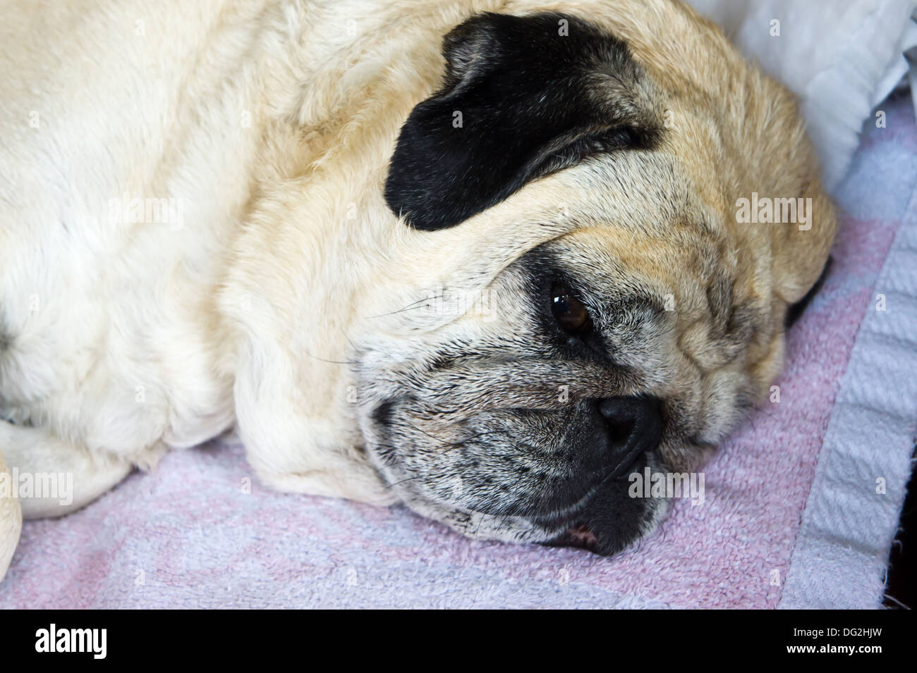Dozing dog hi-res stock photography and images - Alamy