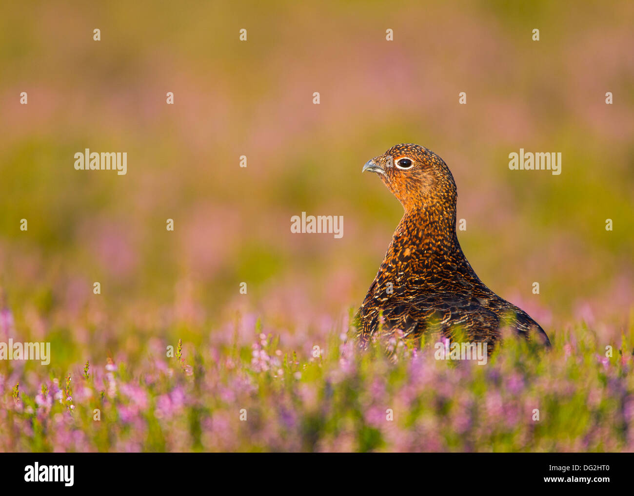 Red Grouse (Lagopus lagopus scotica) in flowering heather moorland ...
