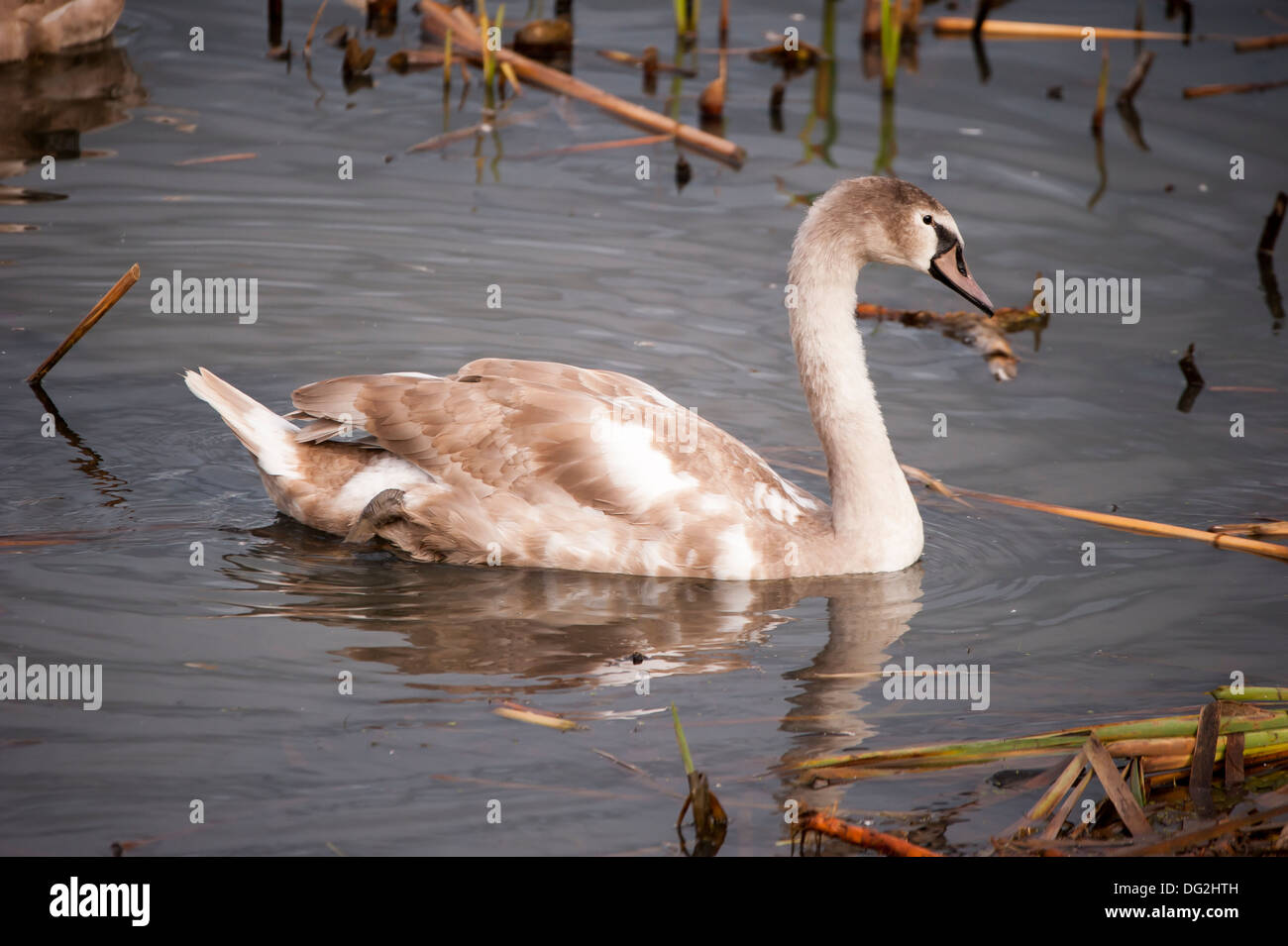 Cygnet color hi-res stock photography and images - Alamy