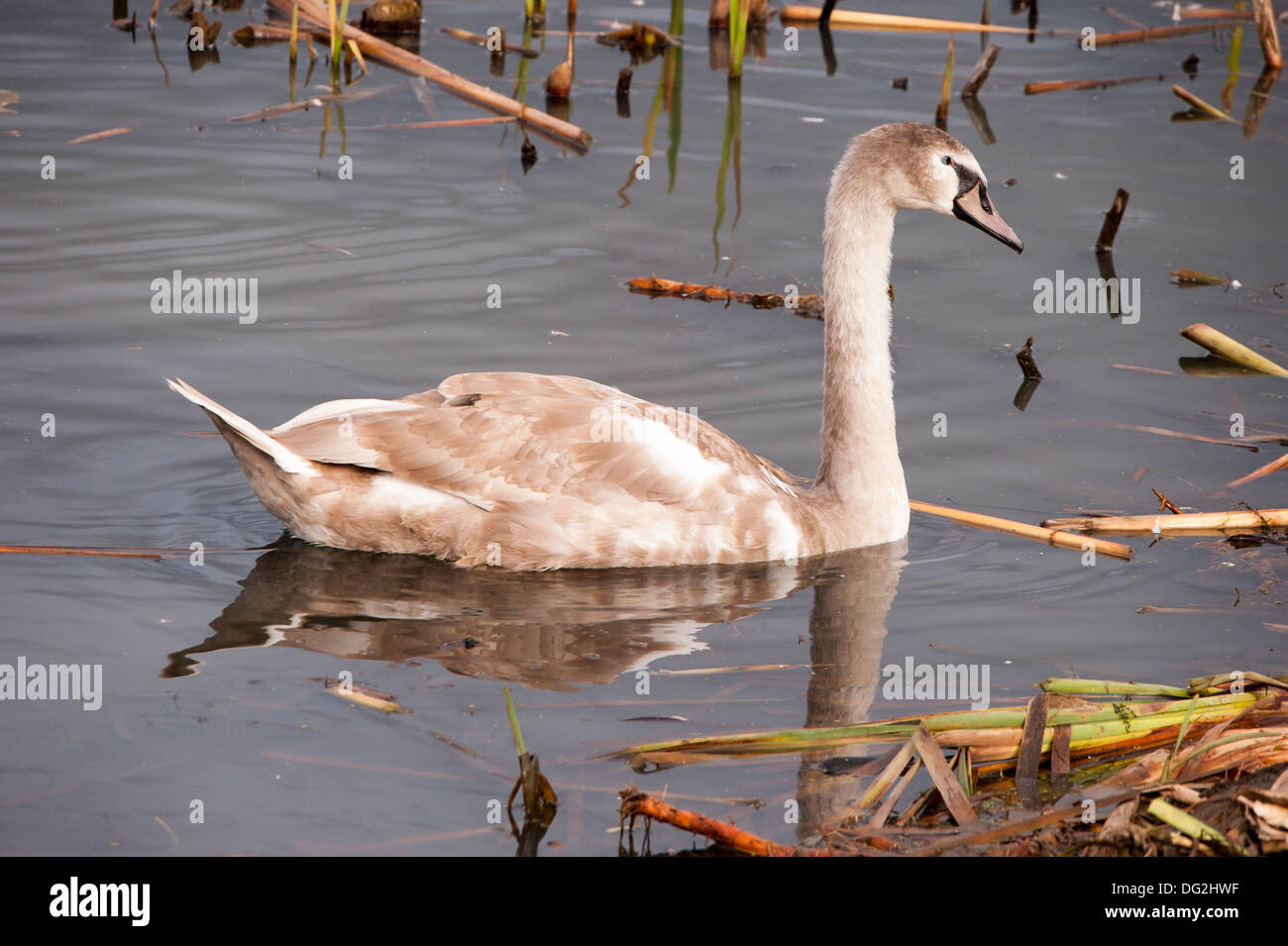 Mute Swan, cygnet Stock Photo - Alamy