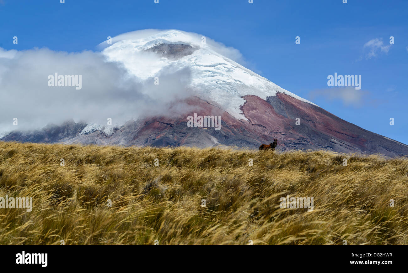 Cotopaxi Volcano, Andes, Ecuador Stock Photo - Alamy