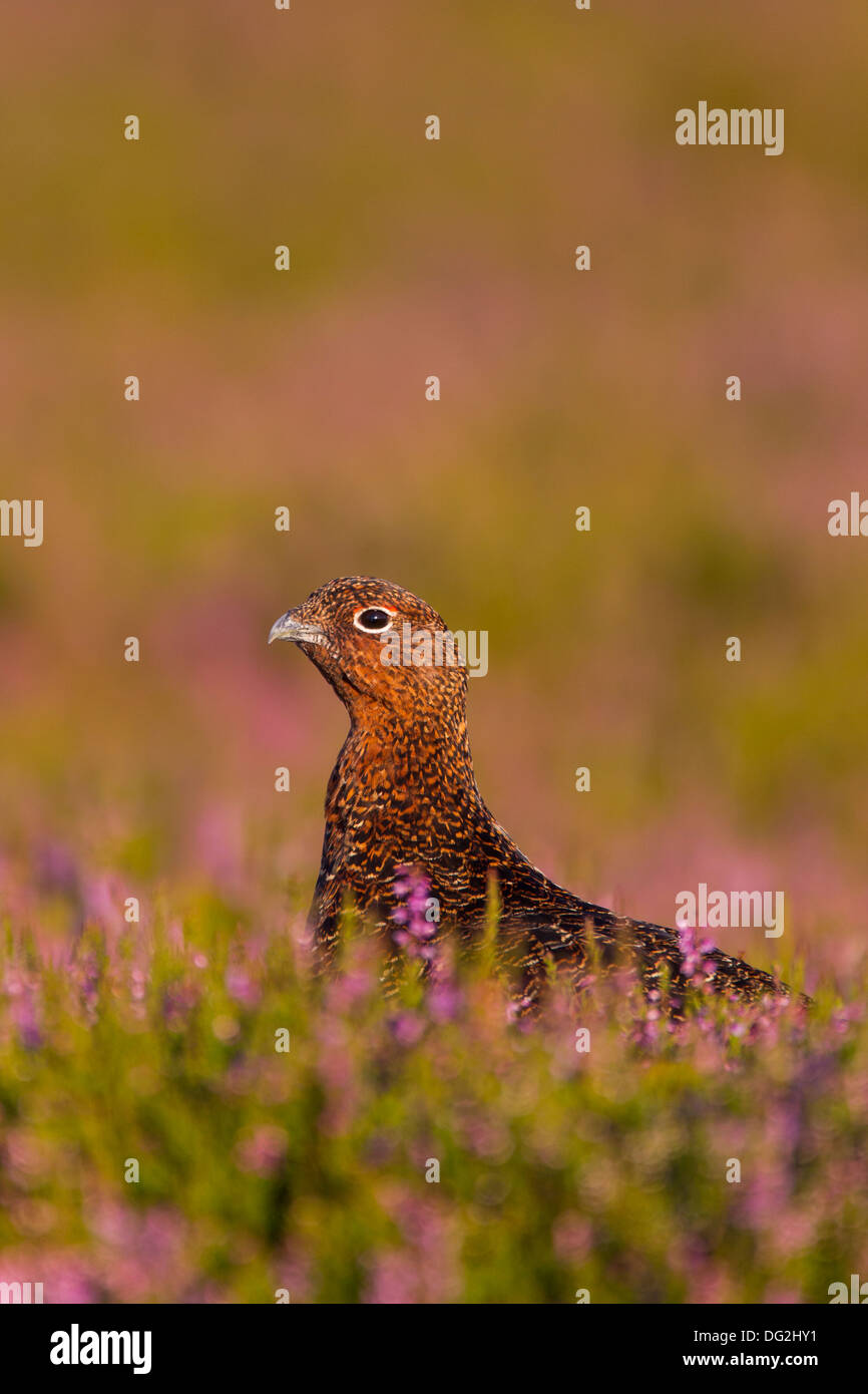 Red Grouse (Lagopus lagopus scotica) in flowering heather moorland ...