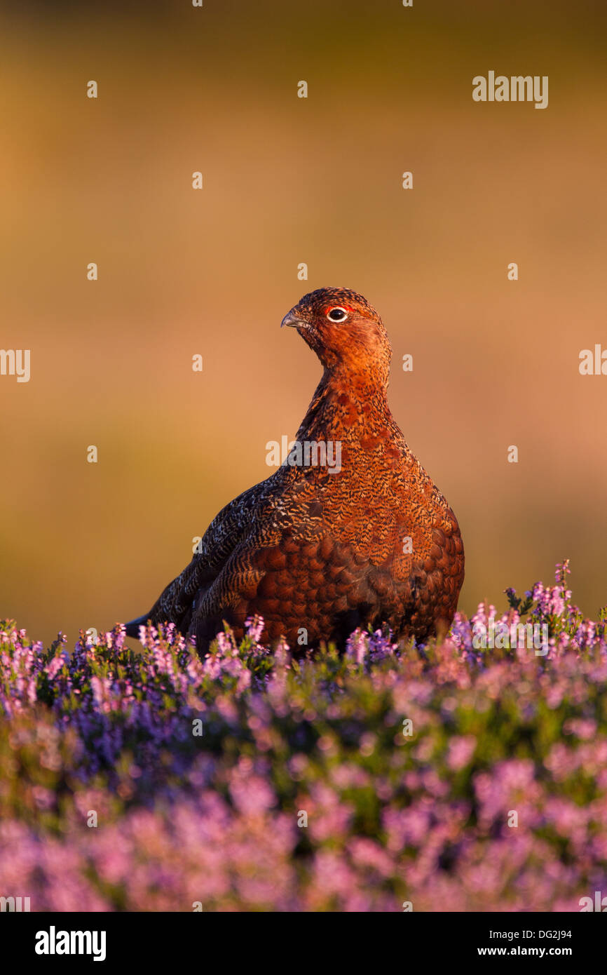 Red Grouse (Lagopus lagopus scotica) in flowering heather moorland ...