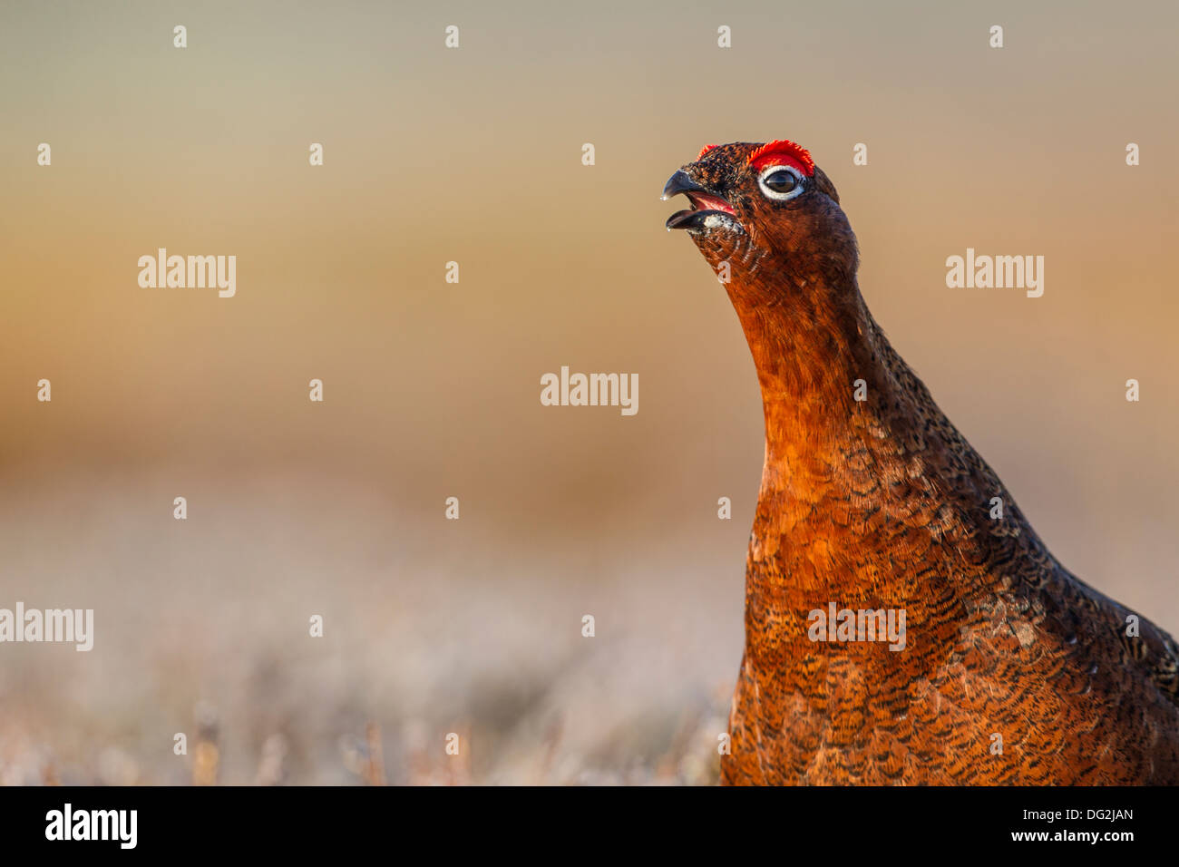 Red Grouse (Lagopus lagopus scotica) in heather moorland. Calling Cock ...