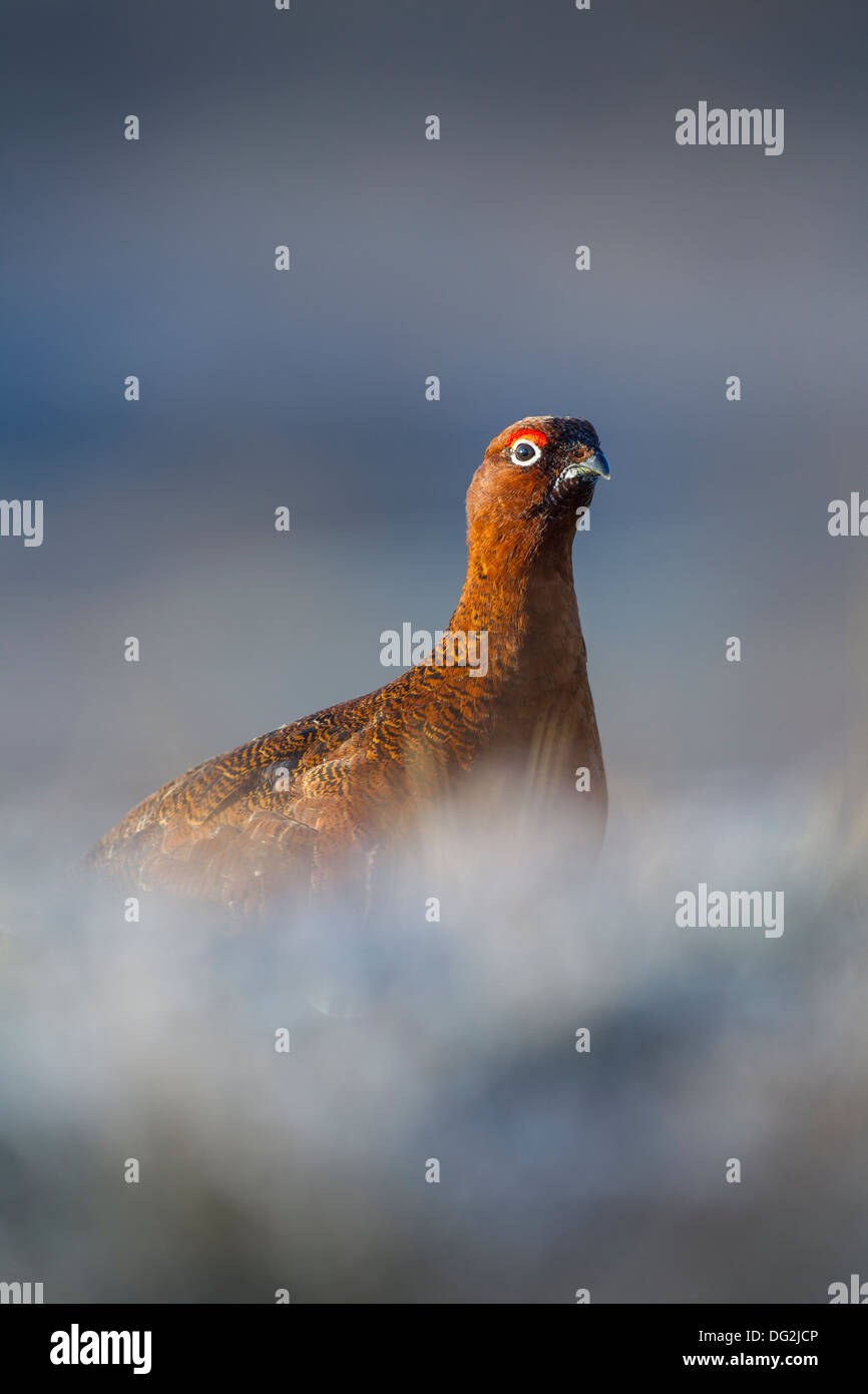 Red Grouse (Lagopus lagopus scotica) in frosty wintery heather moorland ...