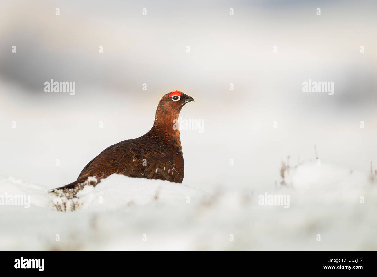 Red Grouse (Lagopus lagopus scotica) in snow. Male Cock, red eye combs ...