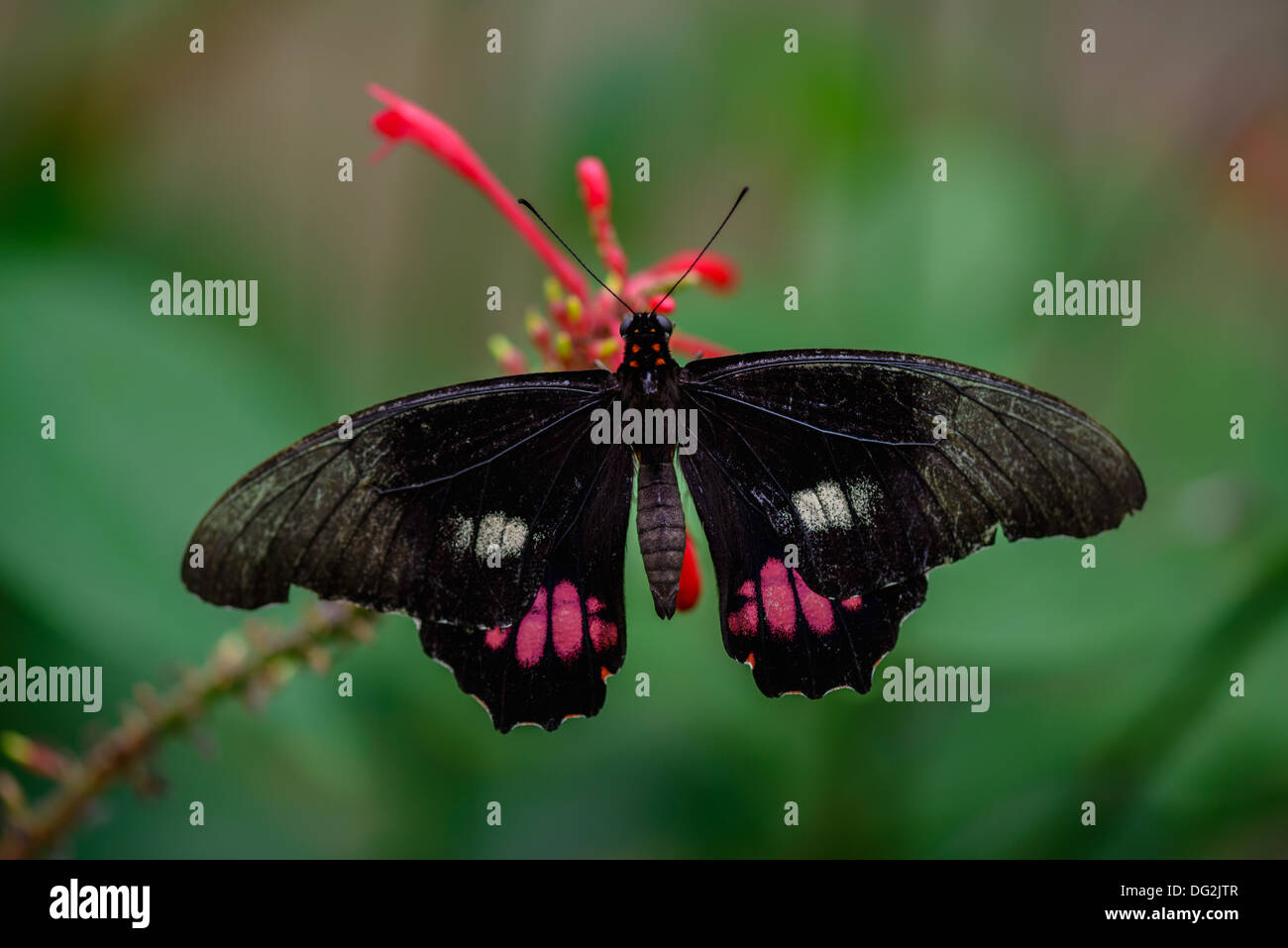 ecuador, butterfly, insect Stock Photo - Alamy