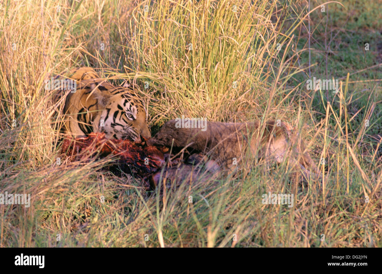 Death Tiger Stock Photos & Death Tiger Stock Images - Alamy
